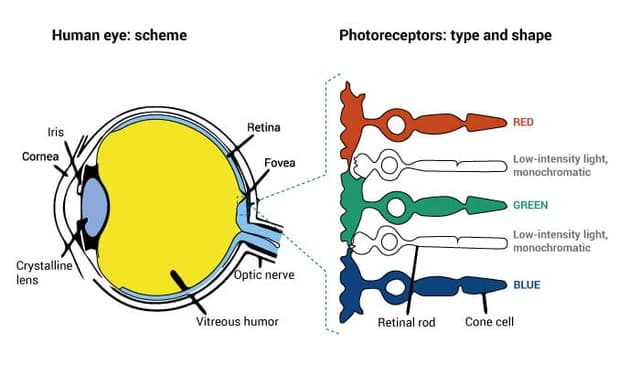 Colour perception - Have you ever heard about metamerism?