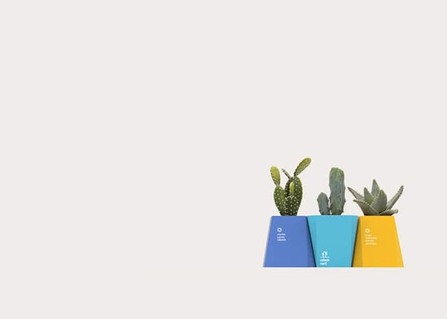 Creative cactus packagings of biting design | Packly Blog